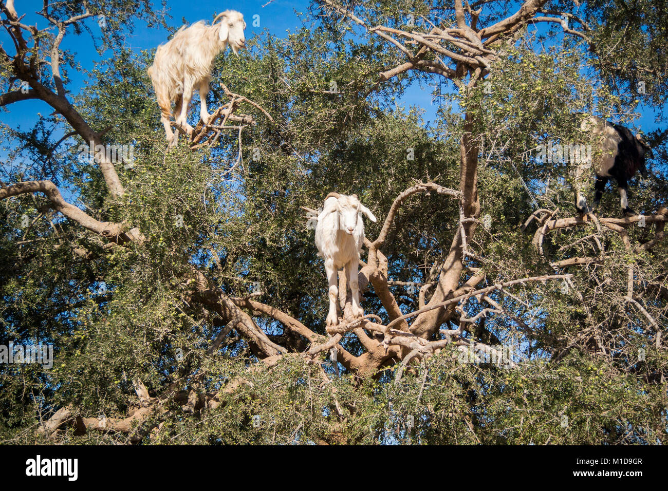 Tamri morocco goat hi-res stock photography and images - Alamy