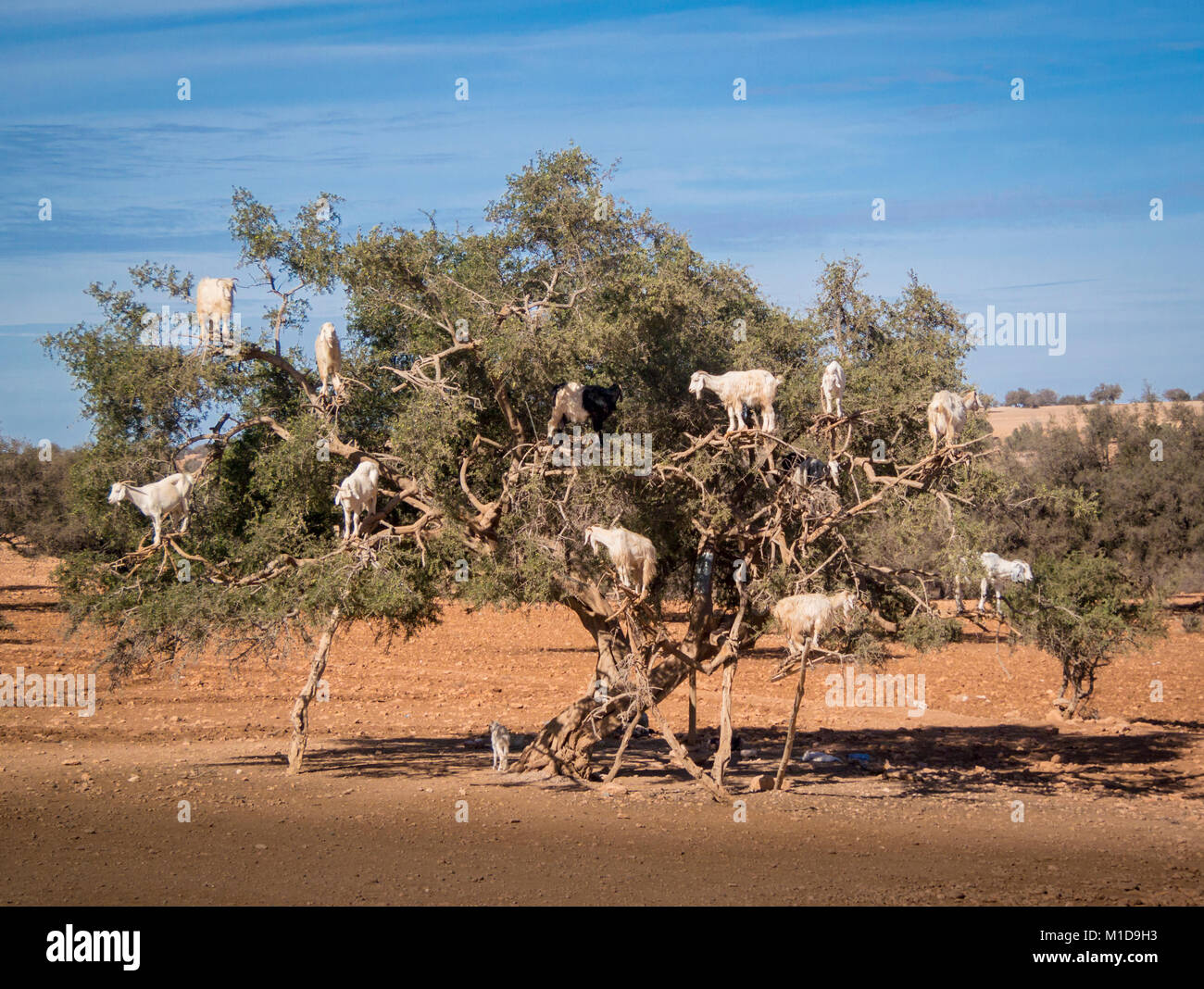 Tamri morocco goat hi-res stock photography and images - Alamy