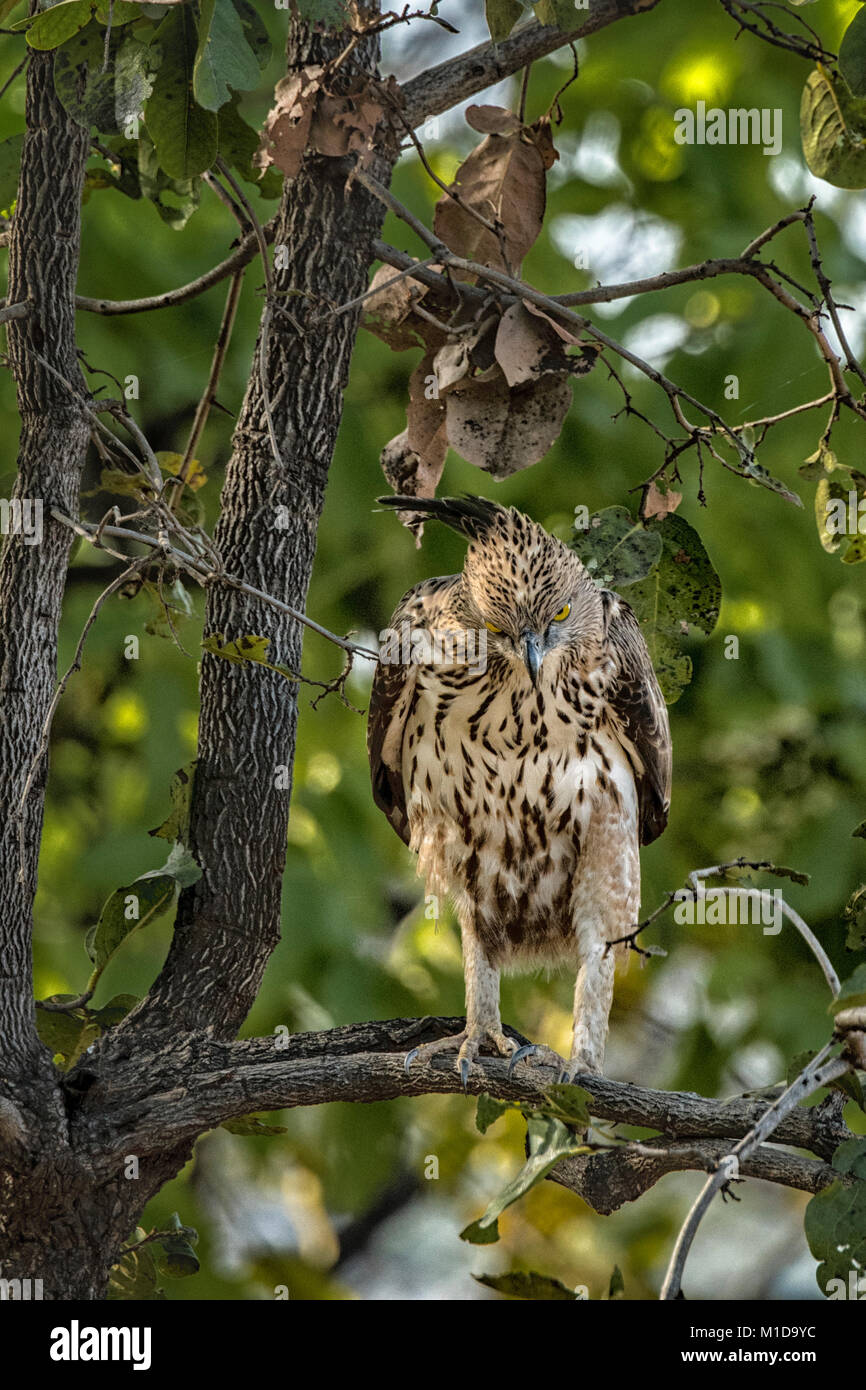 Changeable hawk eagle hi-res stock photography and images - Alamy