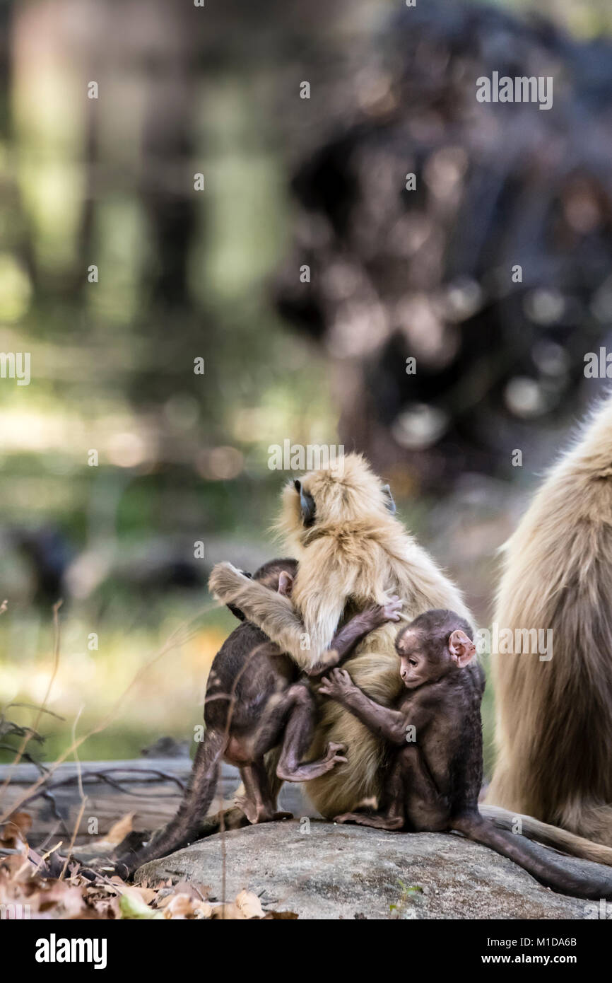 Monkeys hugging hi-res stock photography and images - Alamy