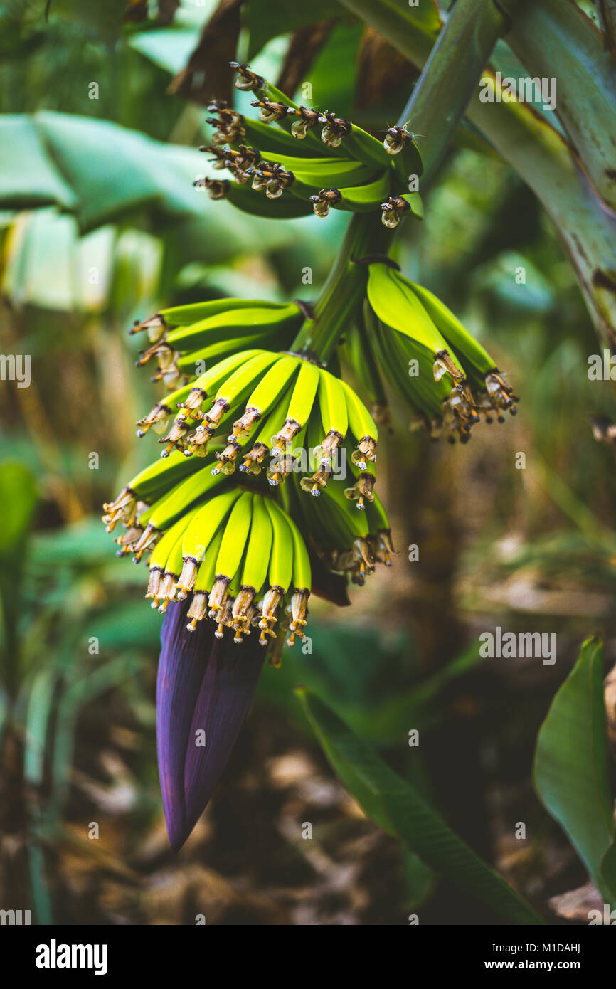 Banana fruits on the trakking route in a Paul valley on Santo Antao ...