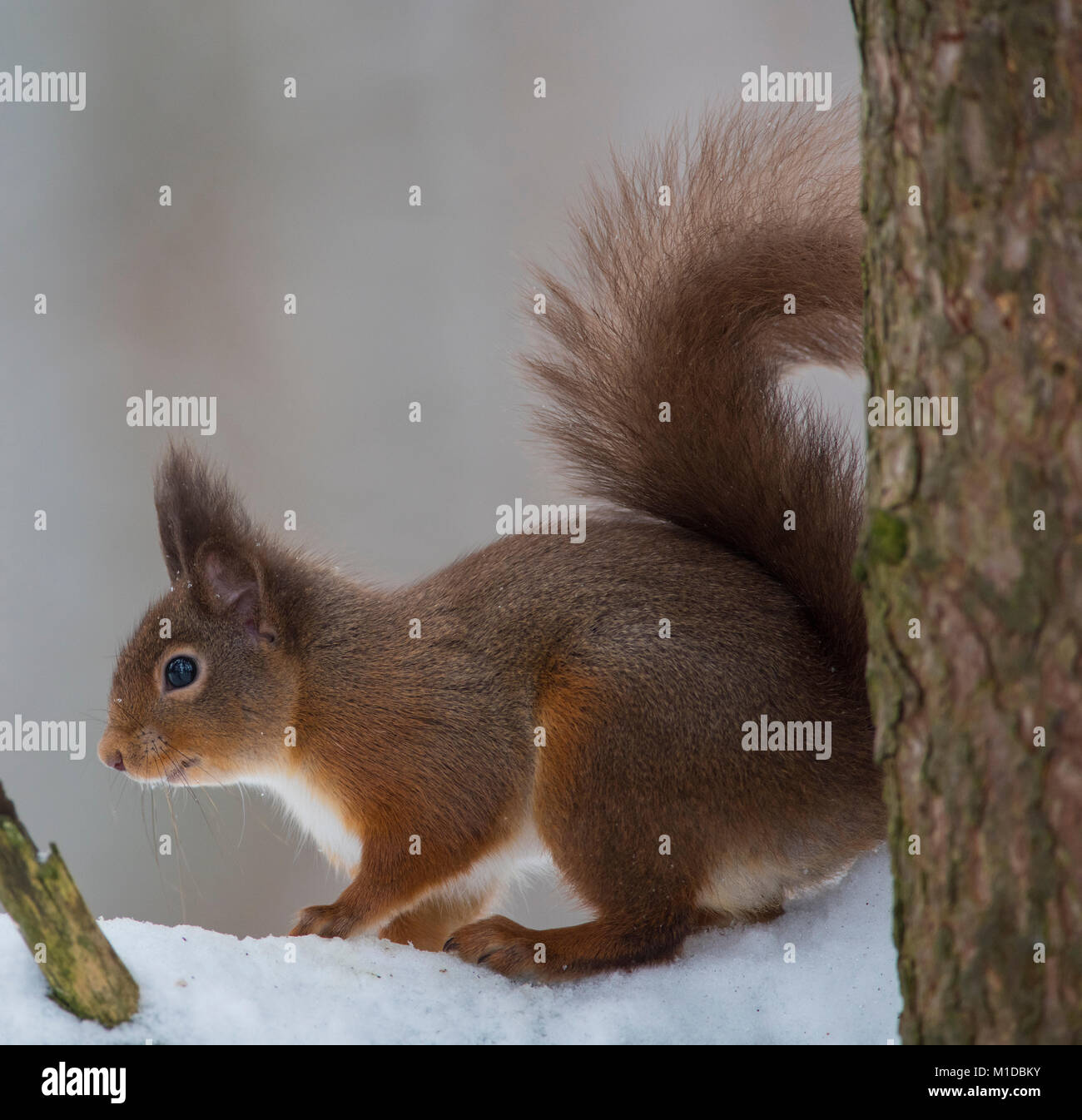 European squirrel in the snow hi-res stock photography and images - Alamy