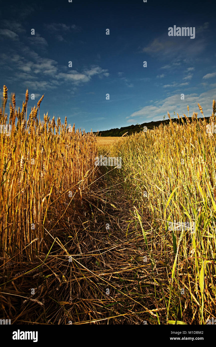 Fully grown wheat crop ready for harvesting Stock Photo - Alamy