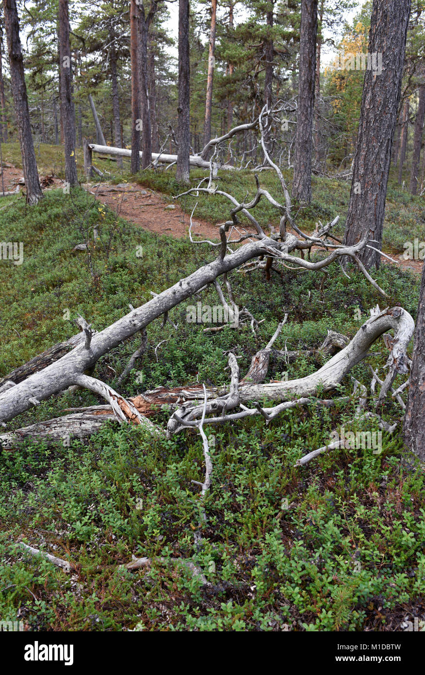 Lemmenjoki sami hi-res stock photography and images - Alamy