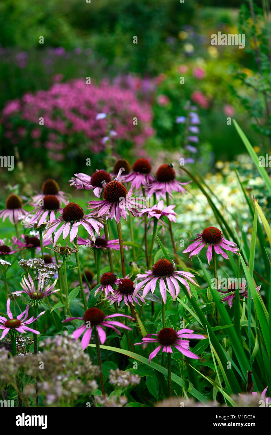 Perennial garden hi-res stock photography and images - Alamy