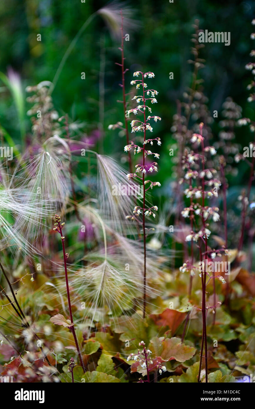 Heuchera Caramel,heucheras,flower,flowers,flowering,spike,spires,mix ...