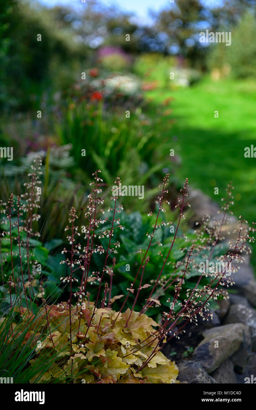Heucheras garden border hi-res stock photography and images - Alamy