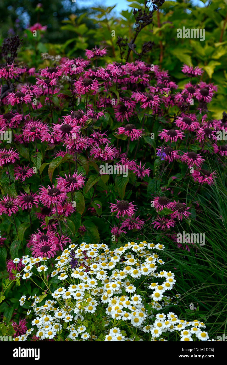 White or pink flowers hi-res stock photography and images - Alamy