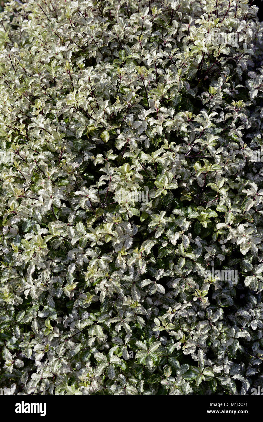 Pittosporum tenuifolium Silver Queen,tawhiwhi Silver Queen,rounded tree ...