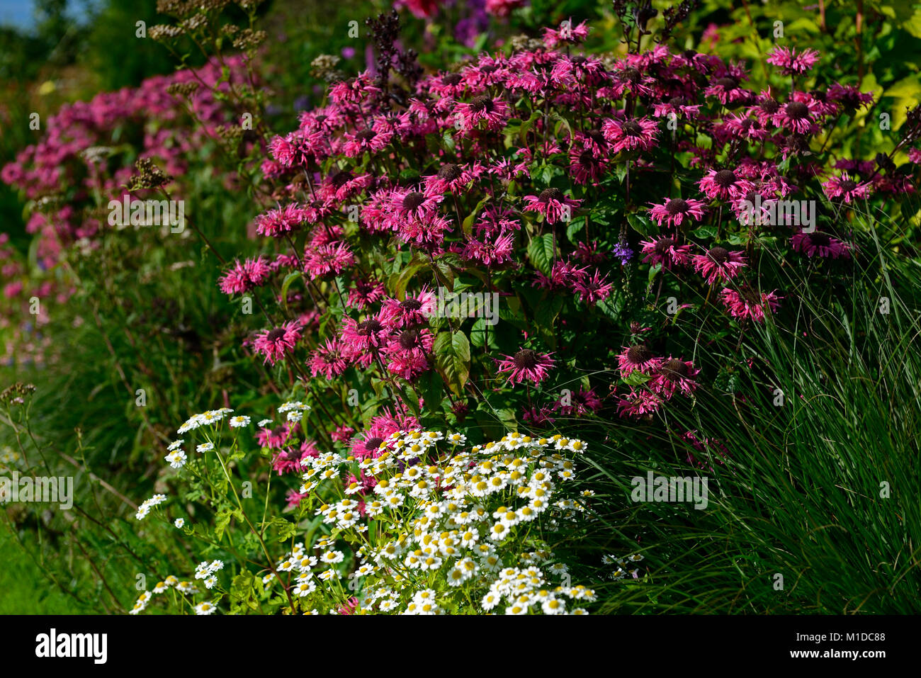 Monarda pink lace hi-res stock photography and images - Alamy