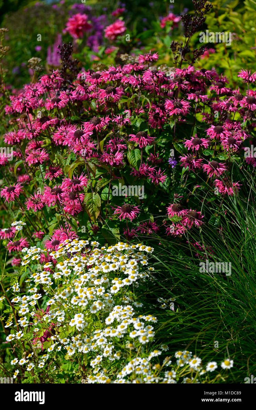 Monarda Pink Lace,Tanacetum parthenium, feverfew,white,pink,flowers ...