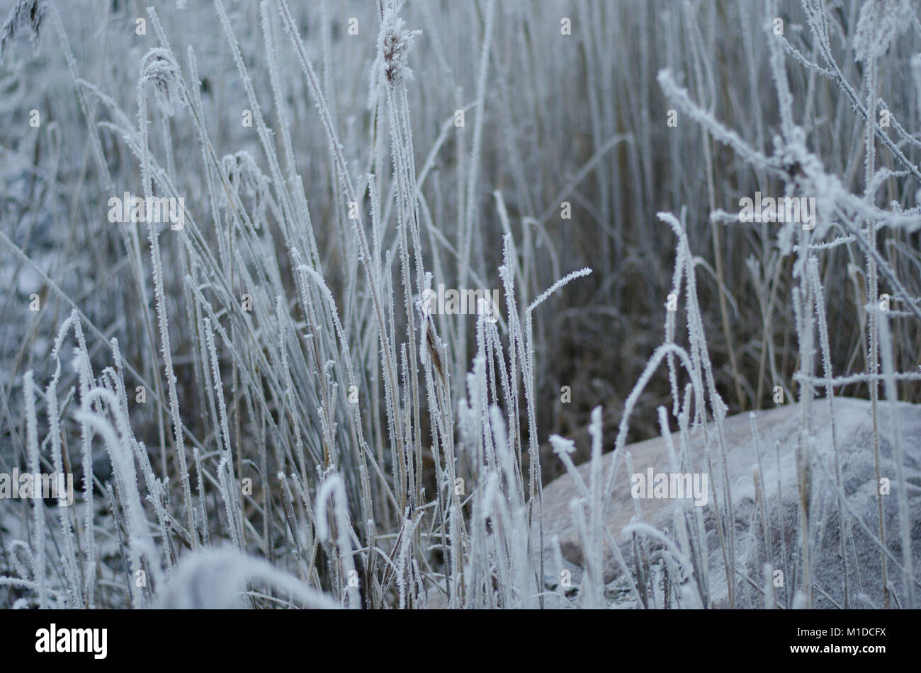 Frost bites - Frozen wild flower in nature on a cold and foggy day ...