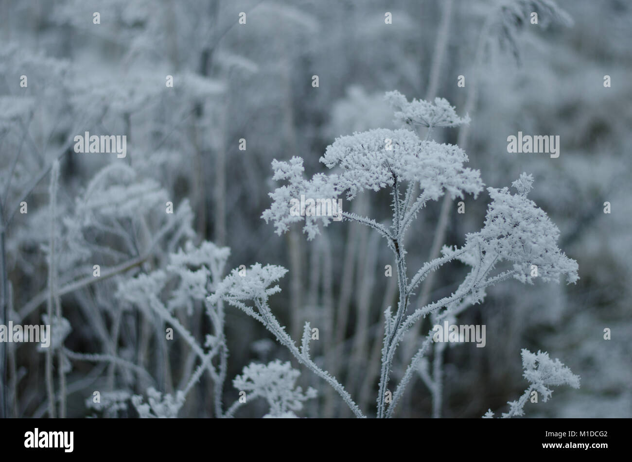 Frost bites - Frozen wild flower in nature on a cold and foggy day ...