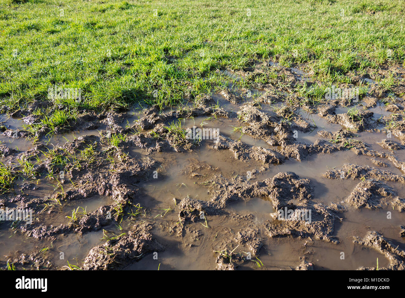 Muddy sports hi-res stock photography and images - Alamy