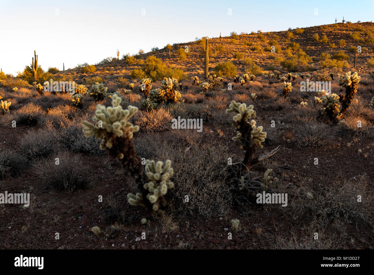 Sonoran Desert at Apache Wash Trailhead in Arizona north of Phoenix ...