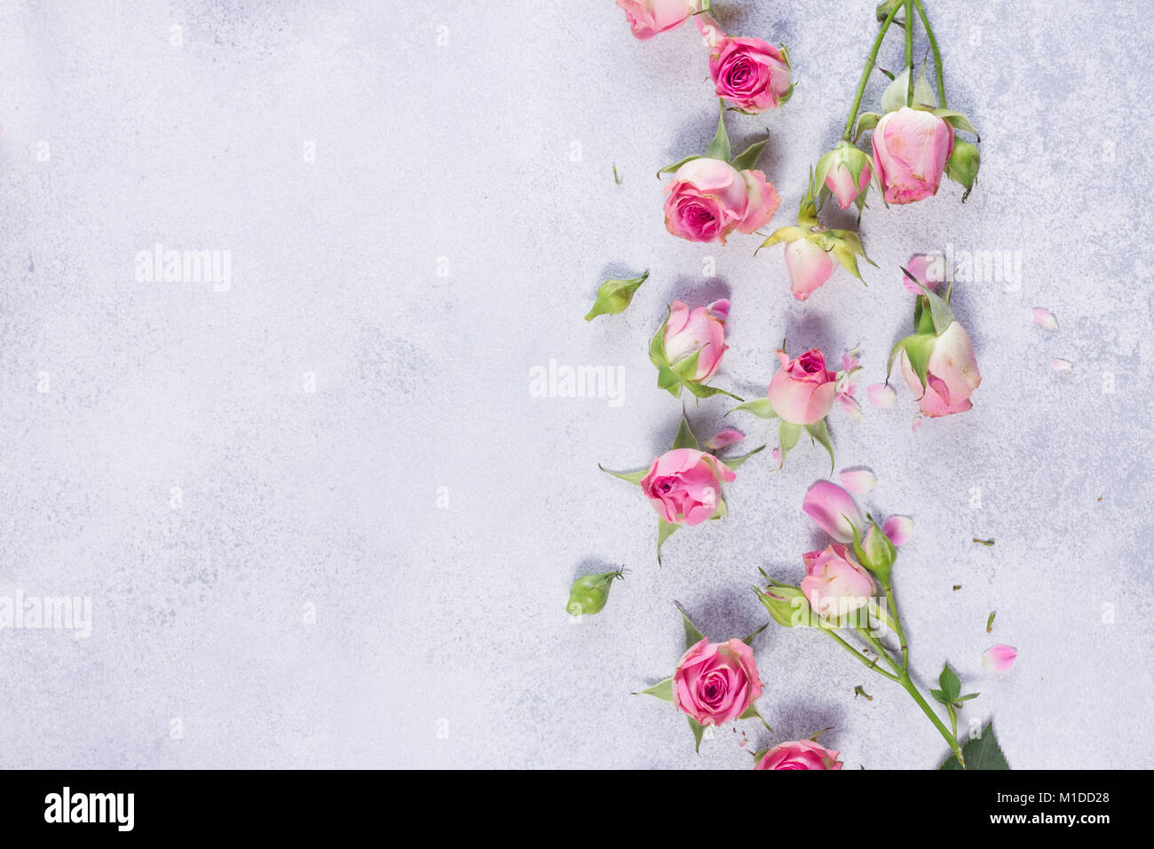 Pink garden rose flowers buds border with copy space on gray background ...