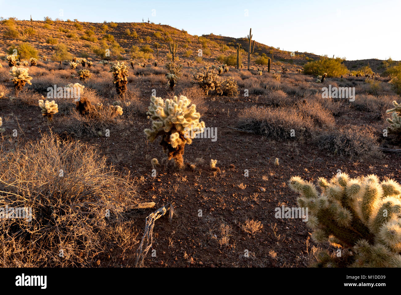 Sonoran Desert at Apache Wash Trailhead in Arizona north of Phoenix ...