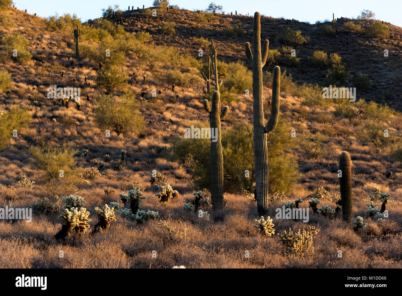 Sonoran Desert at Apache Wash Trailhead in Arizona north of Phoenix ...