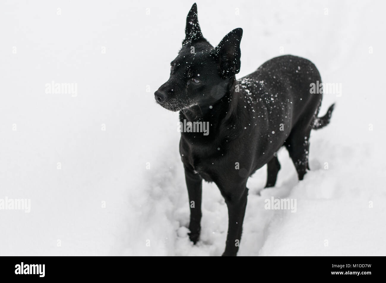 Snow falling on dog hi-res stock photography and images - Alamy
