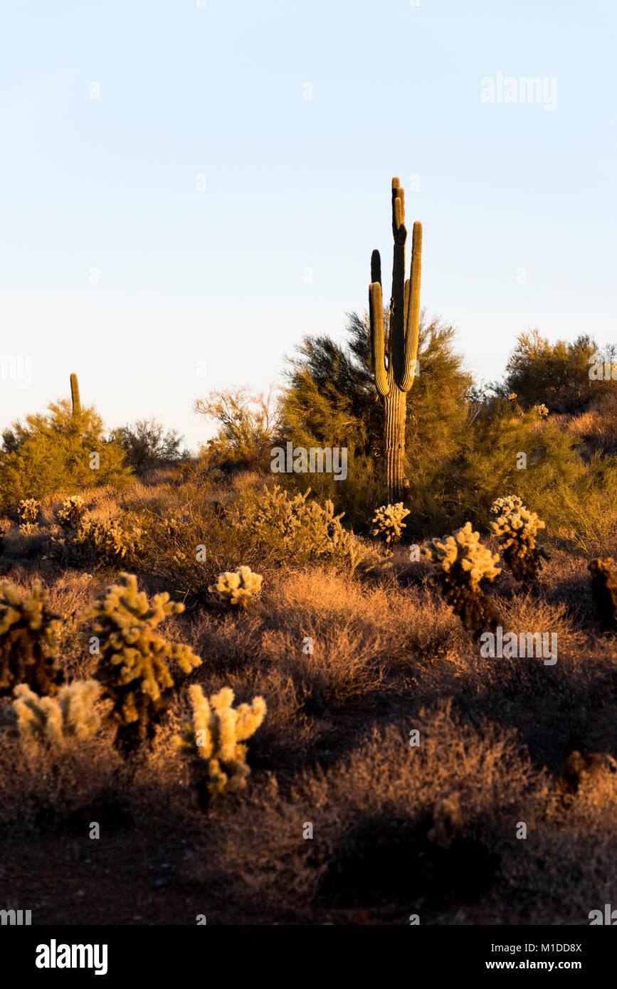 Sonoran Desert at Apache Wash Trailhead in Arizona north of Phoenix ...