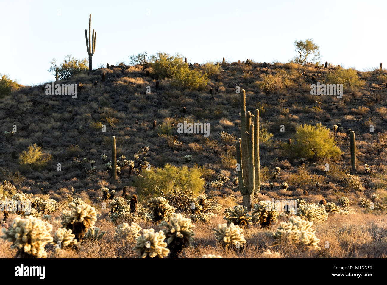 Sonoran Desert at Apache Wash Trailhead in Arizona north of Phoenix ...
