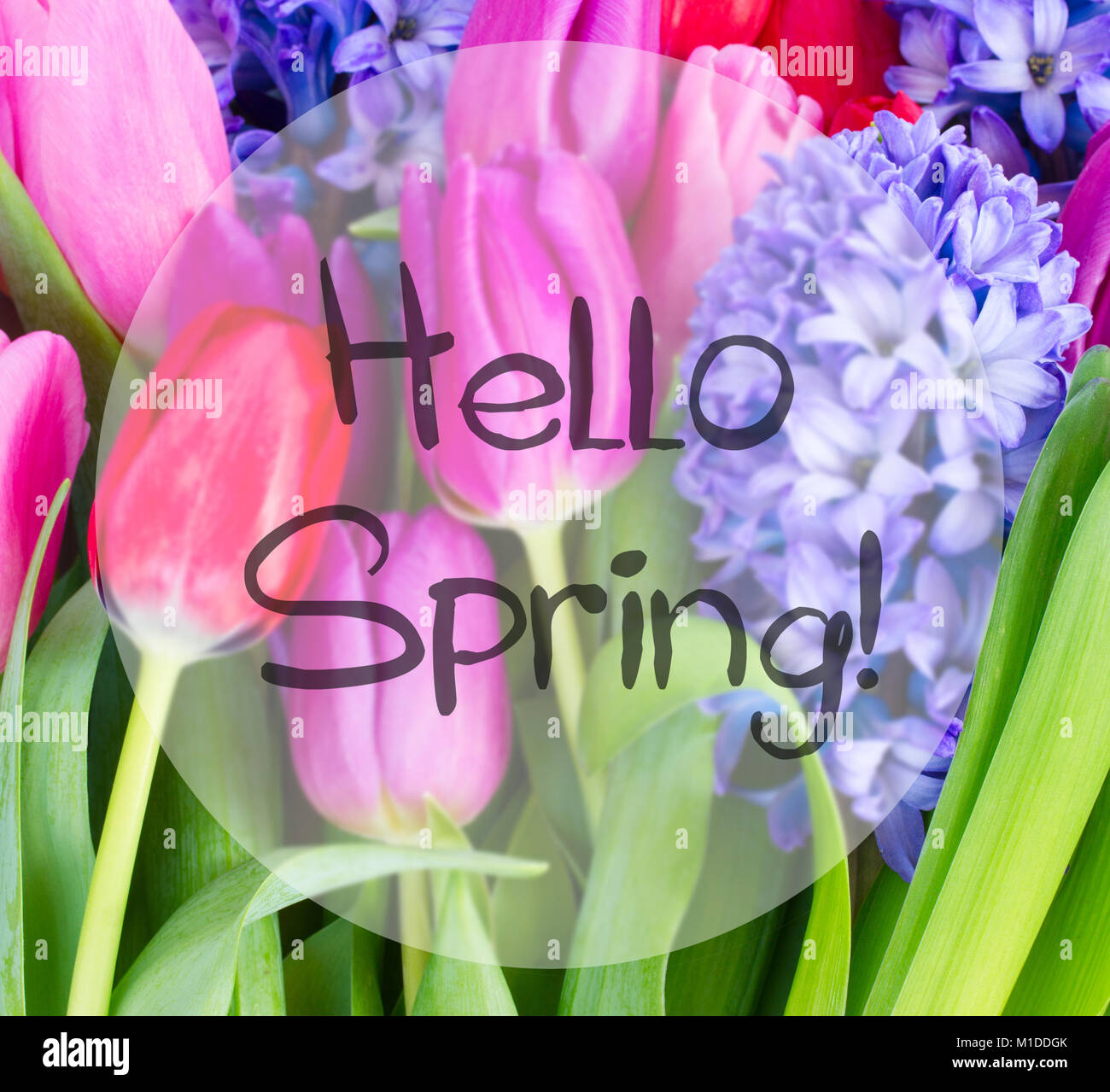 blue hyacinth and pink and red tulips with hello spring words Stock Photo - Alamy