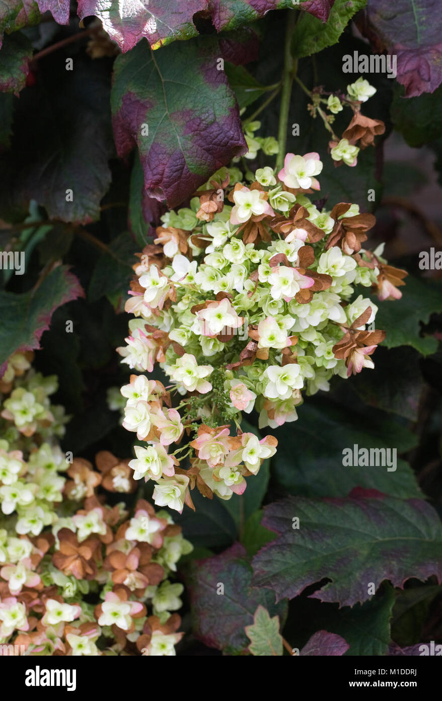 Hydrangea flowers and leaf hi-res stock photography and images - Alamy
