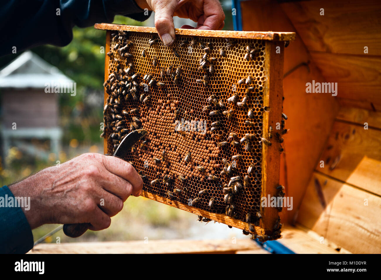 Beekeeper taking care of beehive colony frame, with bees flying around ...