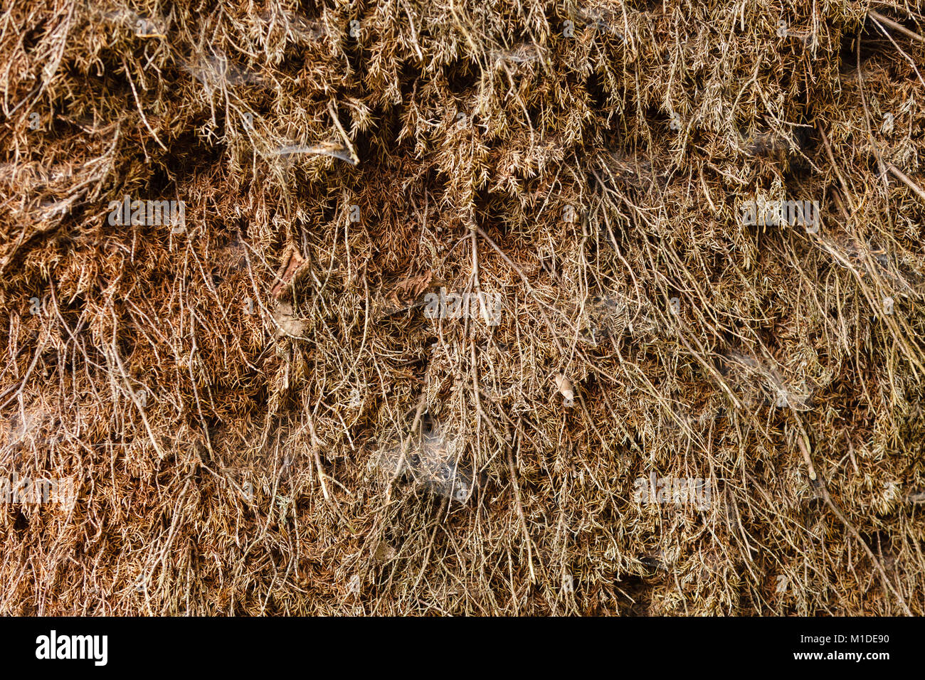 Patterns and textures details concept. Detailed closuep of dry dark hay ...