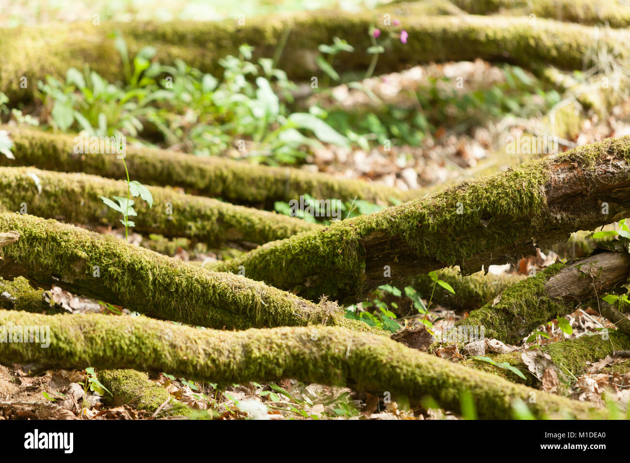 Detailed nature, floral concept. Closeup of green moss on roots of ...