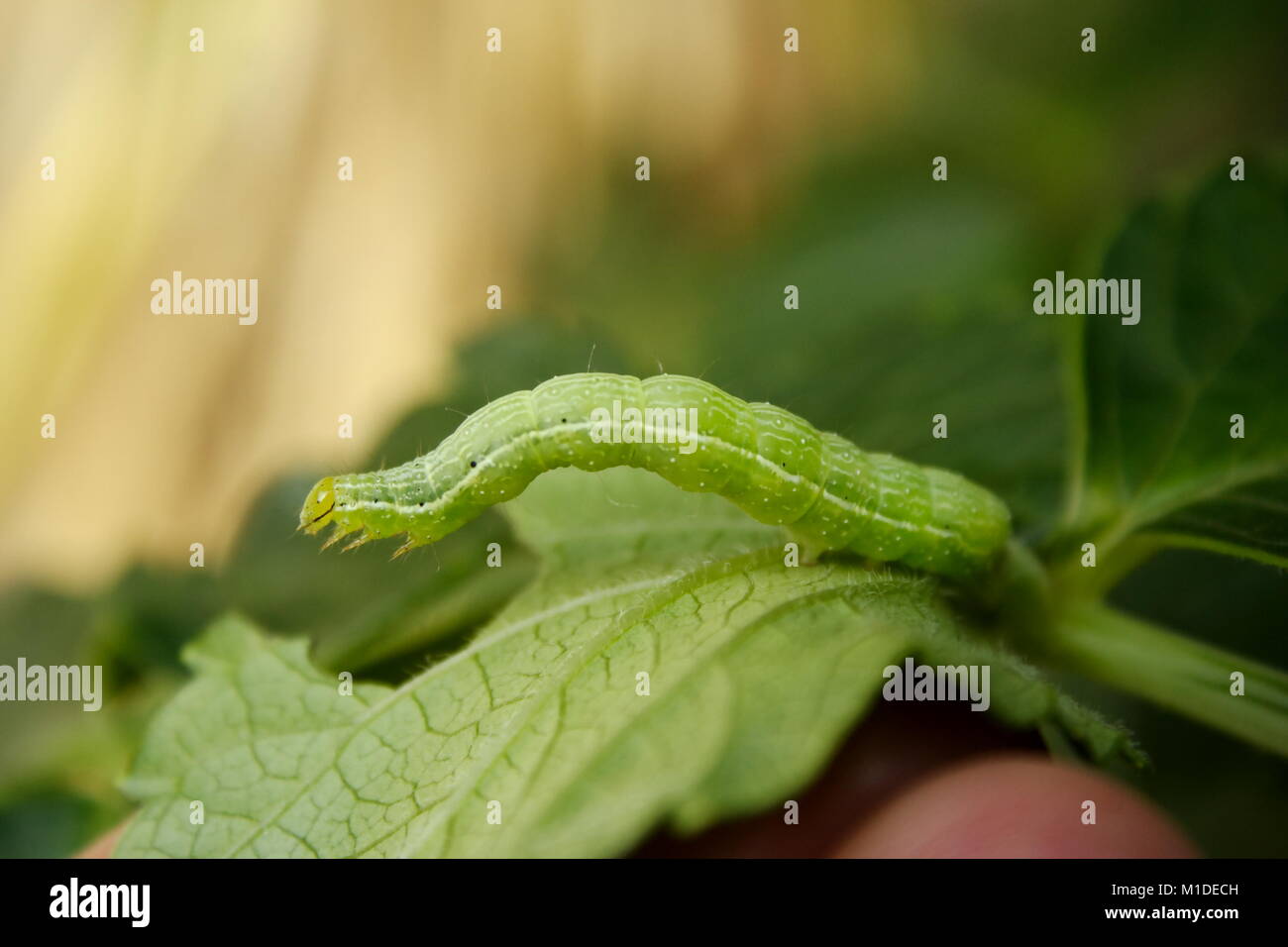 Cabbage White Butterfly Caterpillar Stock Photo - Alamy