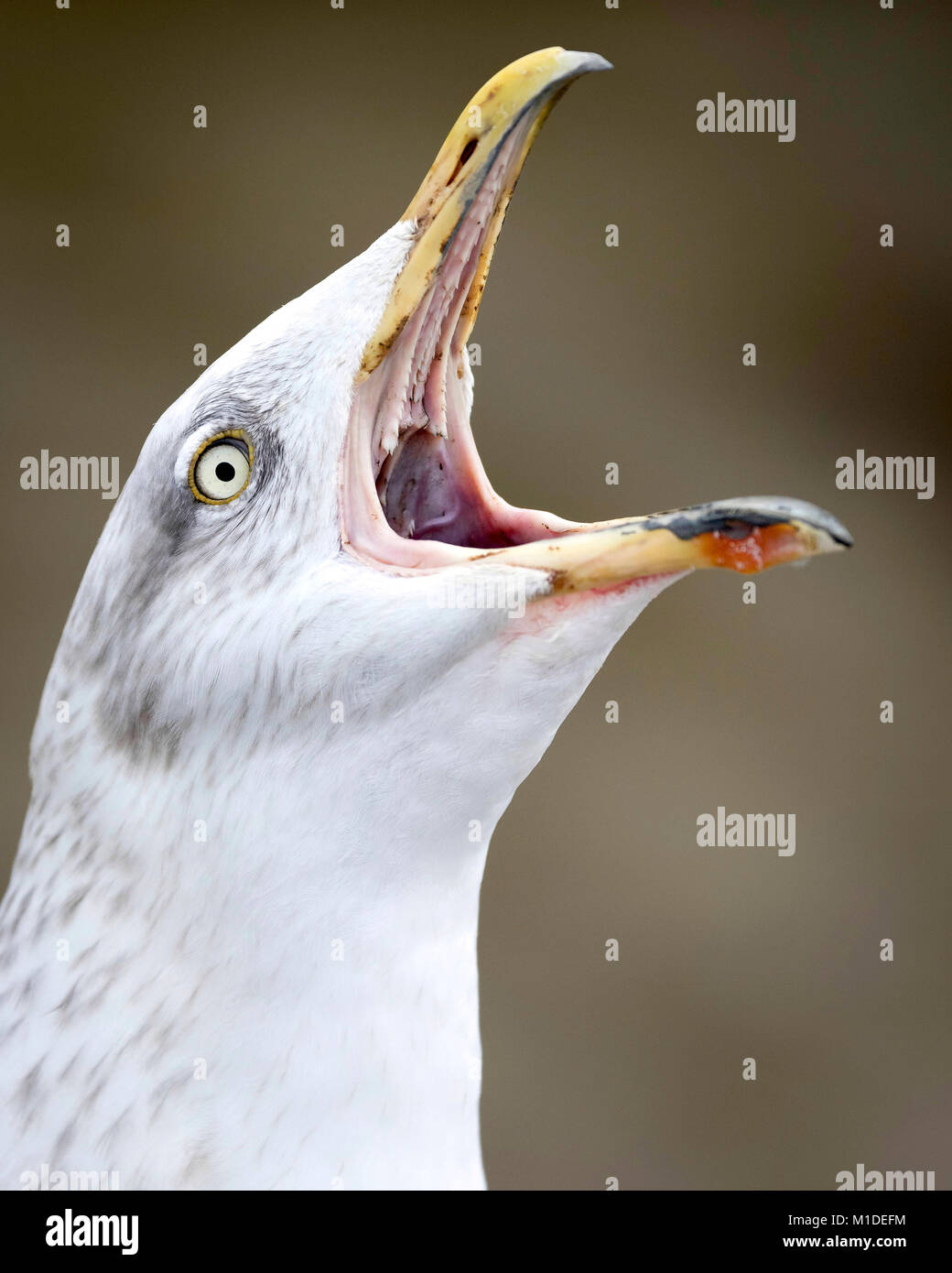 Common seagull hi-res stock photography and images - Alamy
