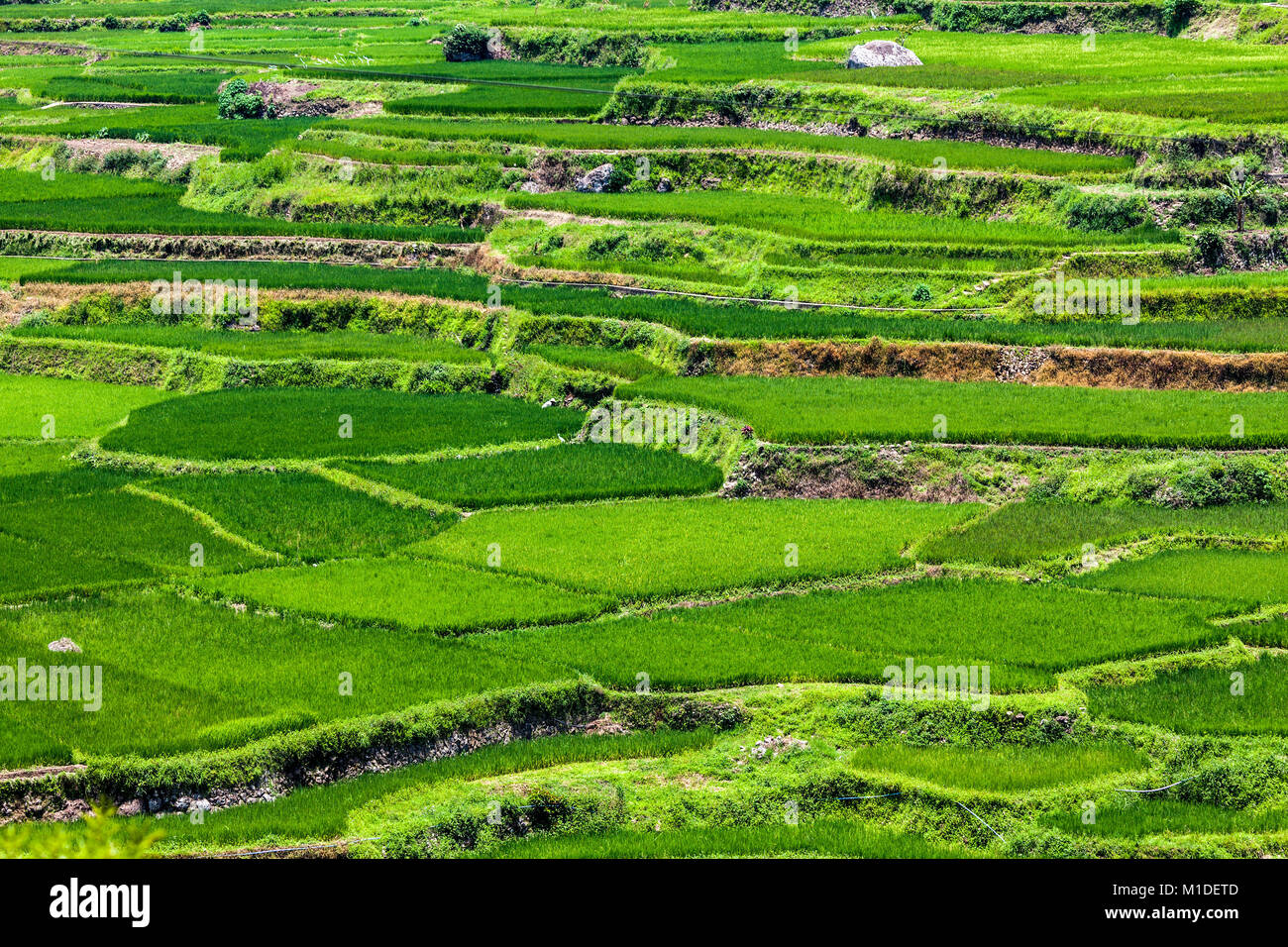 Lush thousand-year old rice paddies in various shades of emerald green ...