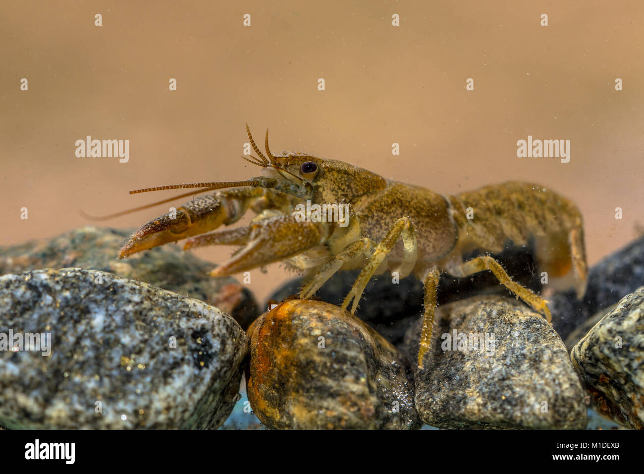 European crawfish hi-res stock photography and images - Alamy