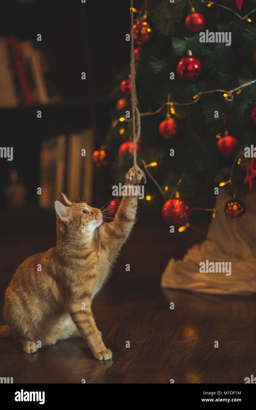 Cat play christmas ornaments hi-res stock photography and images - Alamy