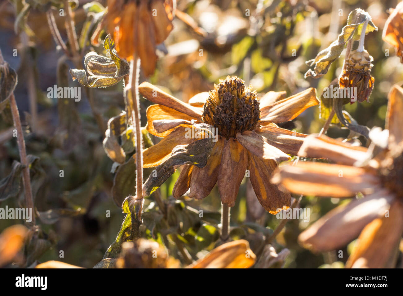 Gentle rays hi-res stock photography and images - Alamy