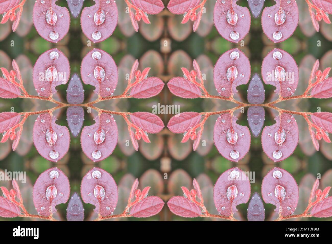 Water drop of on leaves beautiful seamless concept pattern for ...