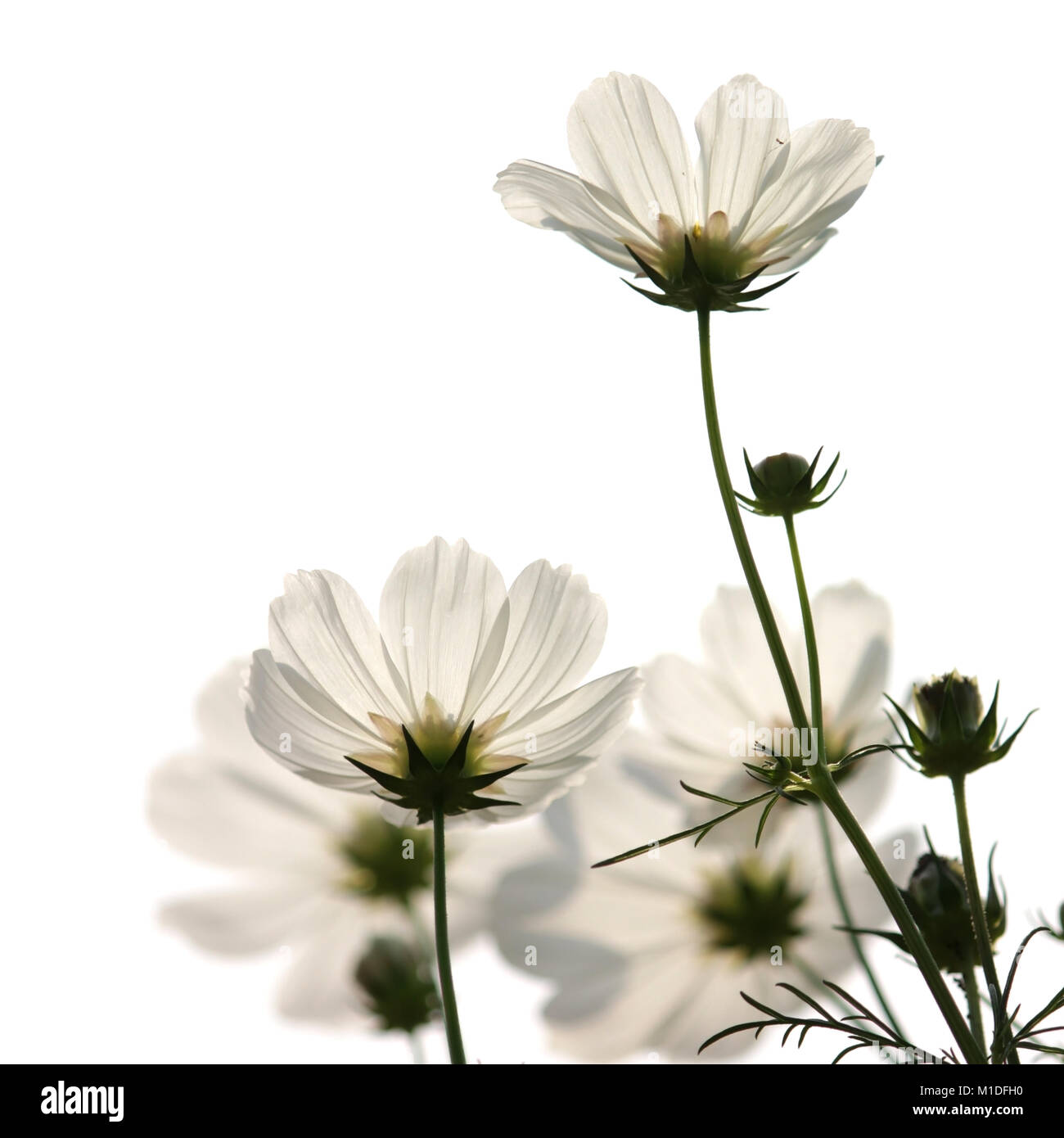 beautiful white cosmos isolated on white background Stock Photo - Alamy