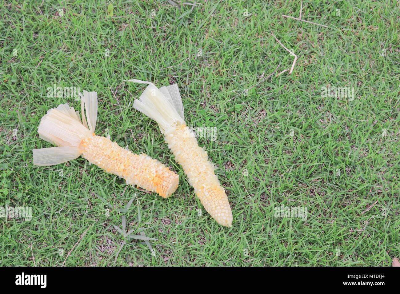 Corn trash hi-res stock photography and images - Alamy
