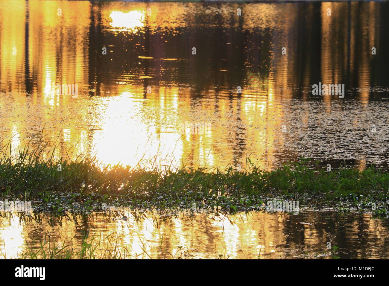 reflection river and shadow tree in water beautiful sunset nature Stock ...