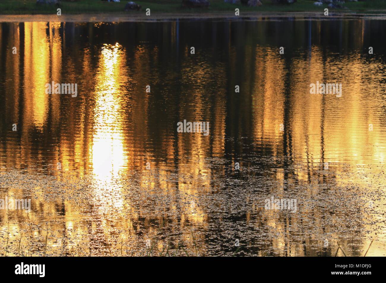 reflection river and shadow tree in water beautiful sunset nature Stock ...