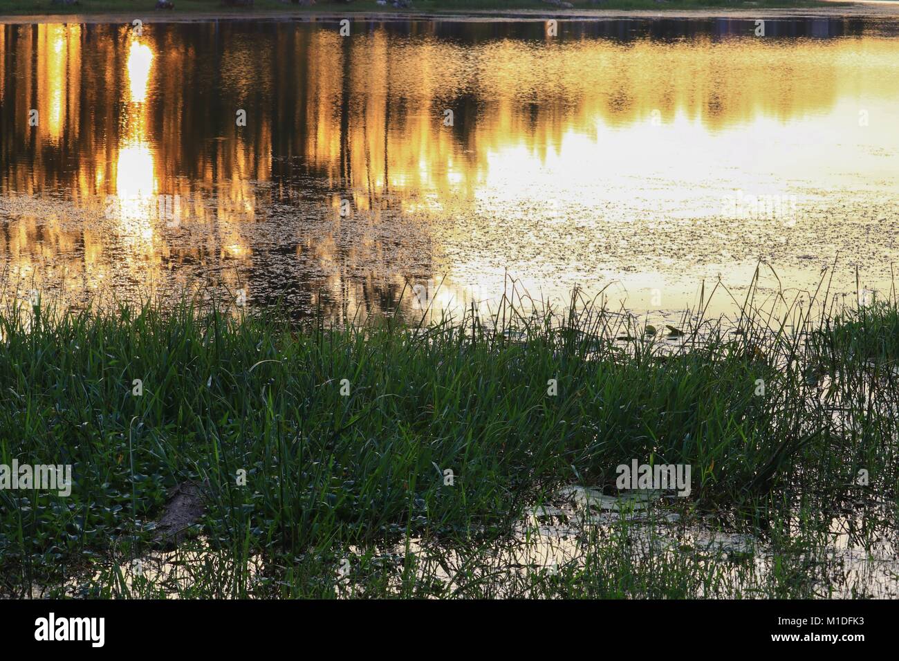 reflection river and shadow tree in water beautiful sunset nature Stock ...