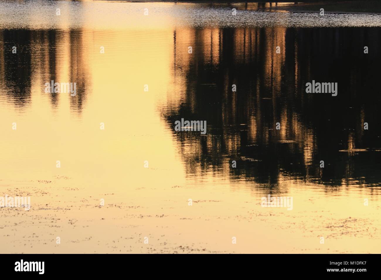 reflection river and shadow tree in water beautiful sunset nature Stock ...
