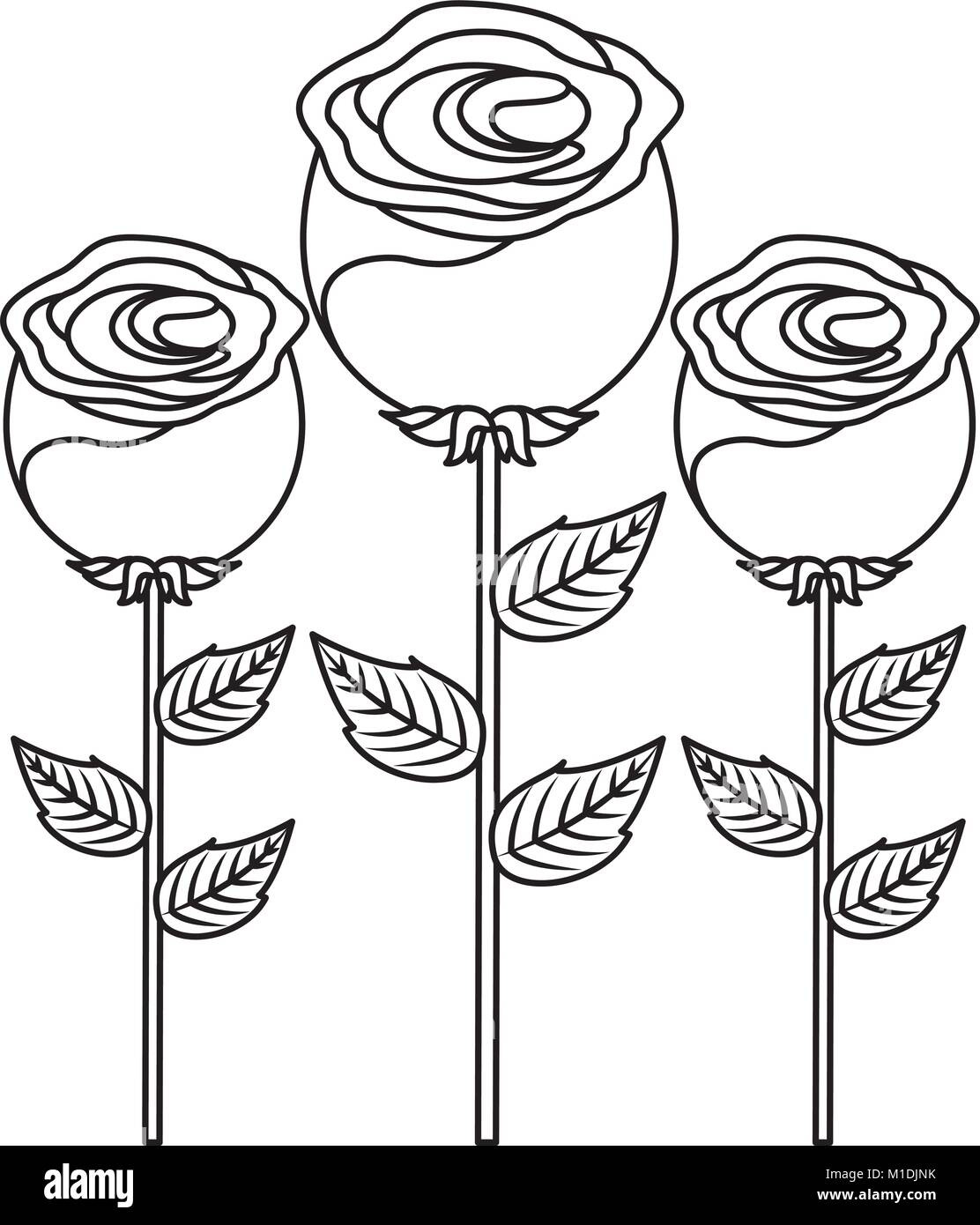 decoration three rose stem petal flower leaf botanical vector illustration outline design Stock ...