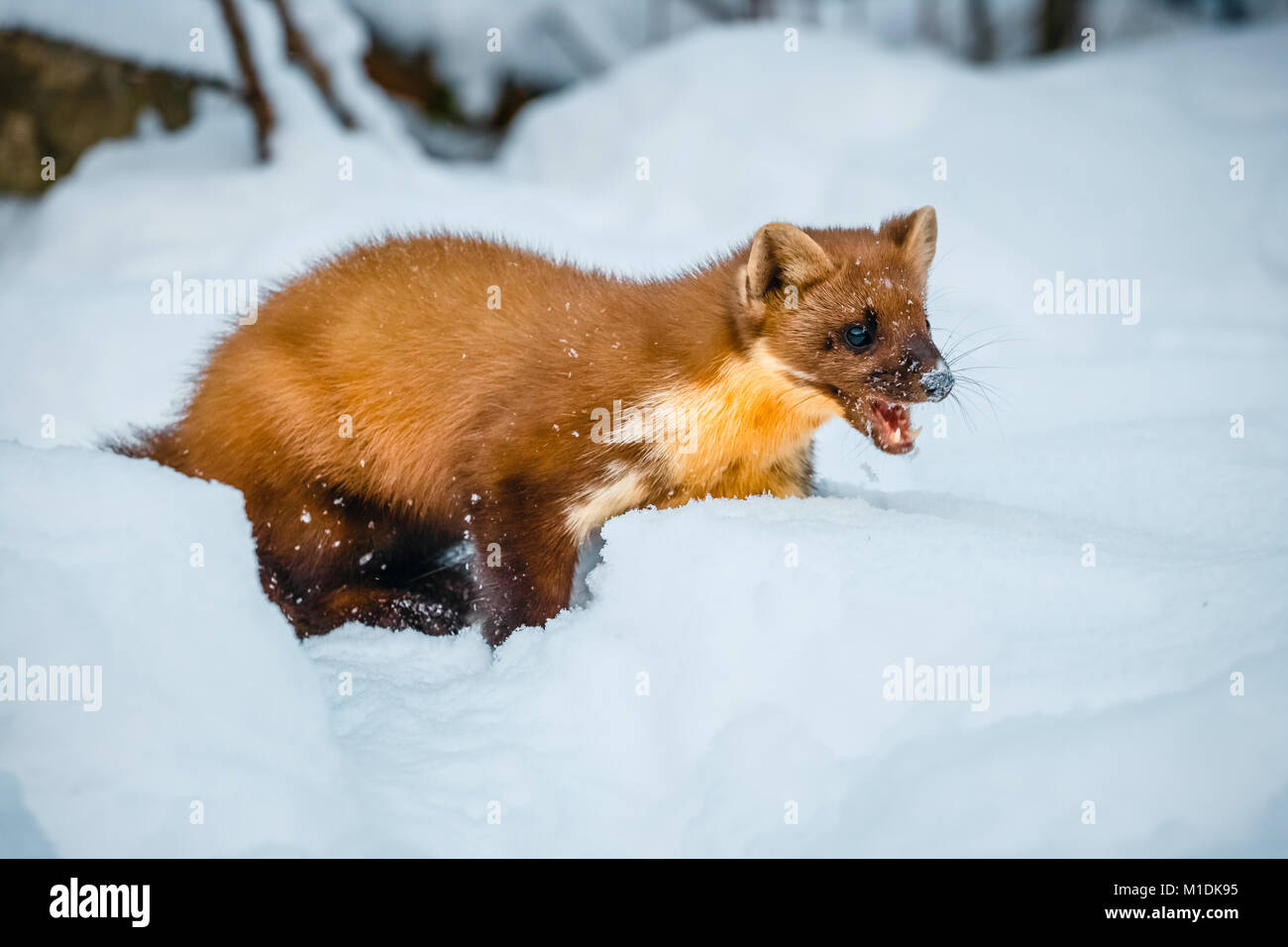 Least Weasel, Standing High Resolution Stock Photography and Images - Alamy