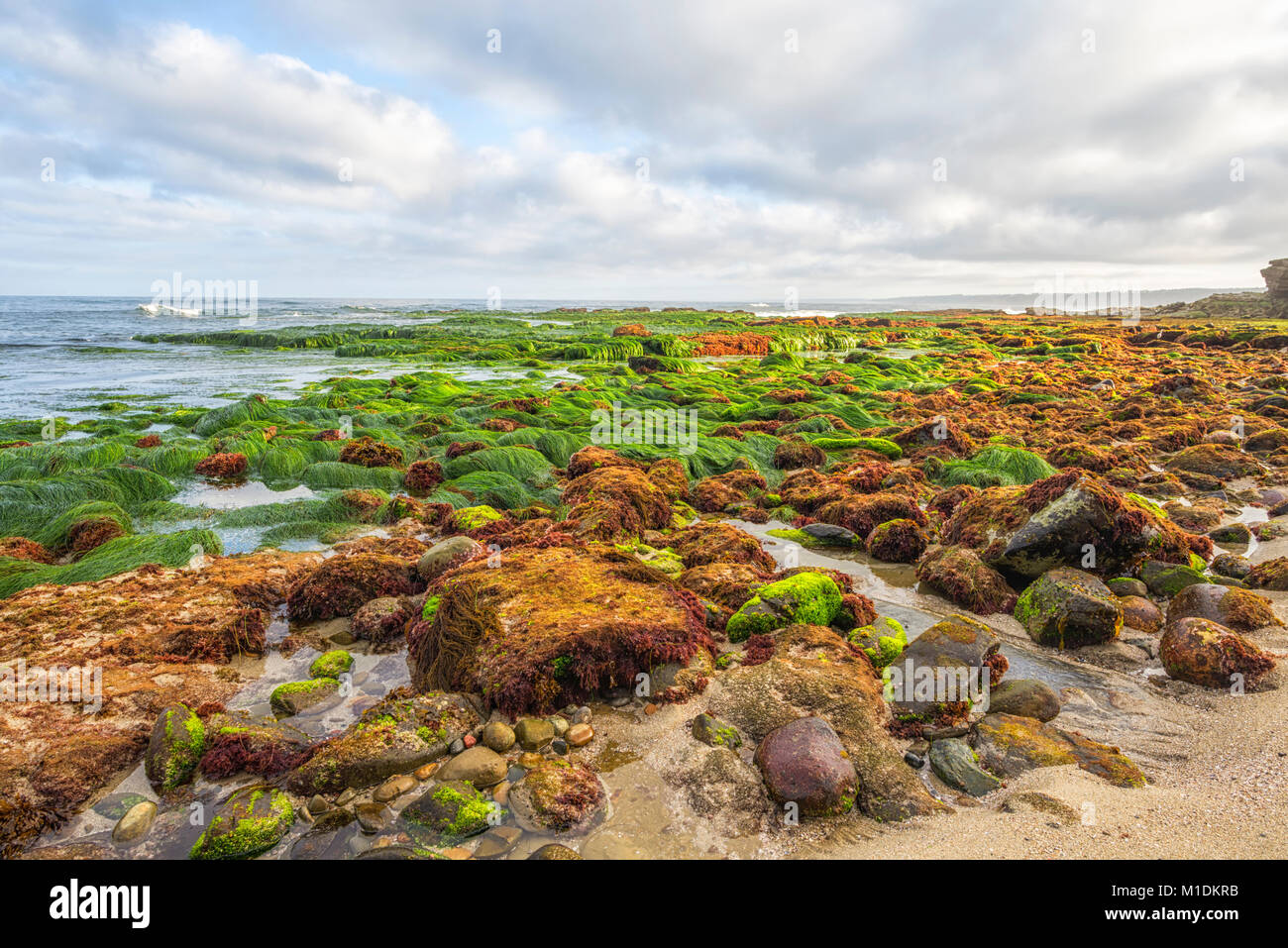 Colorful reef at Shell Beach. La Jolla, California, USA Stock Photo - Alamy