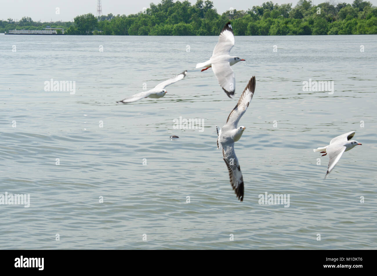 Seagull flying at the river Stock Photo - Alamy