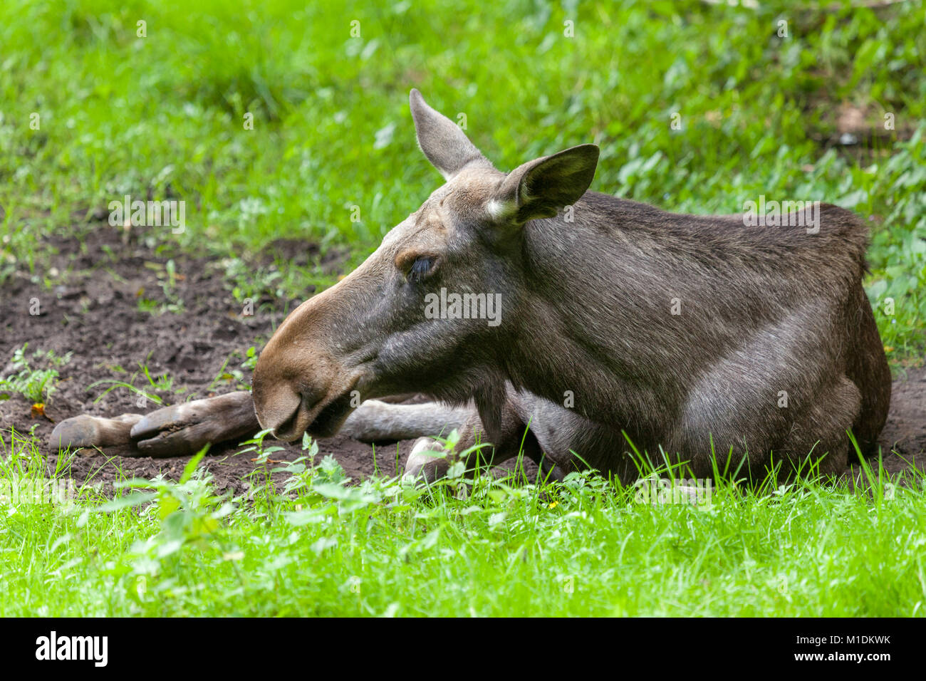 Sweden wildlife hi-res stock photography and images - Alamy