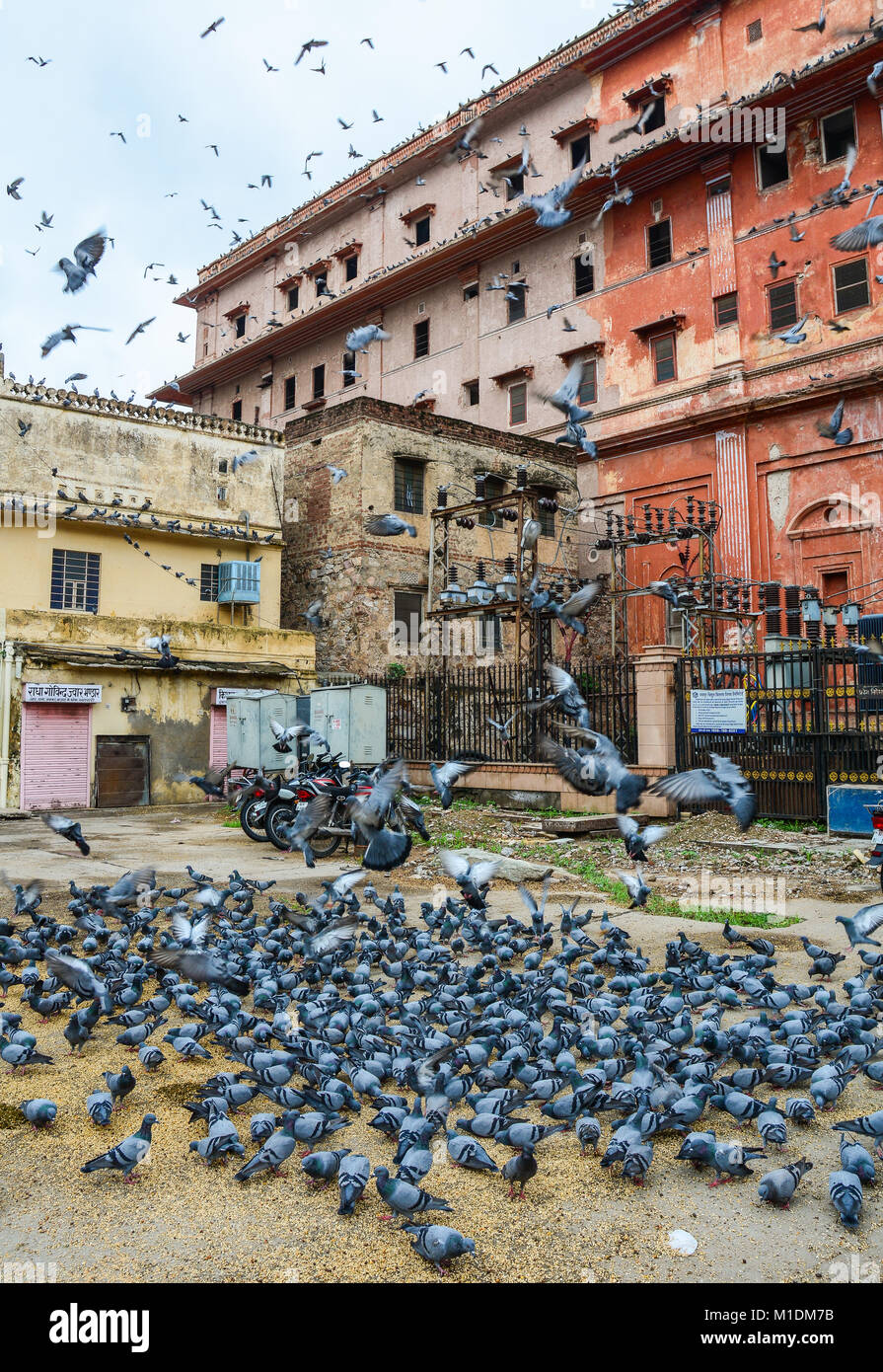 Jaipur, India - Jul 27, 2015. Flock of pigeons feeding on the town ...