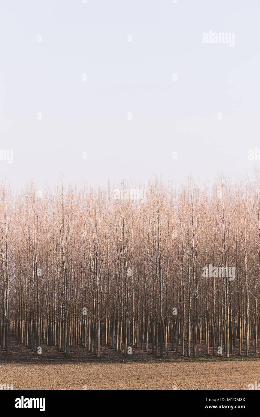 Trees in a forest Late Autumn Stock Photo - Alamy